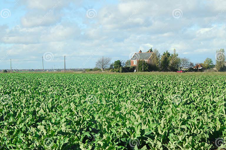 Kent Cabbage Field stock image. Image of produce, industries - 27595111