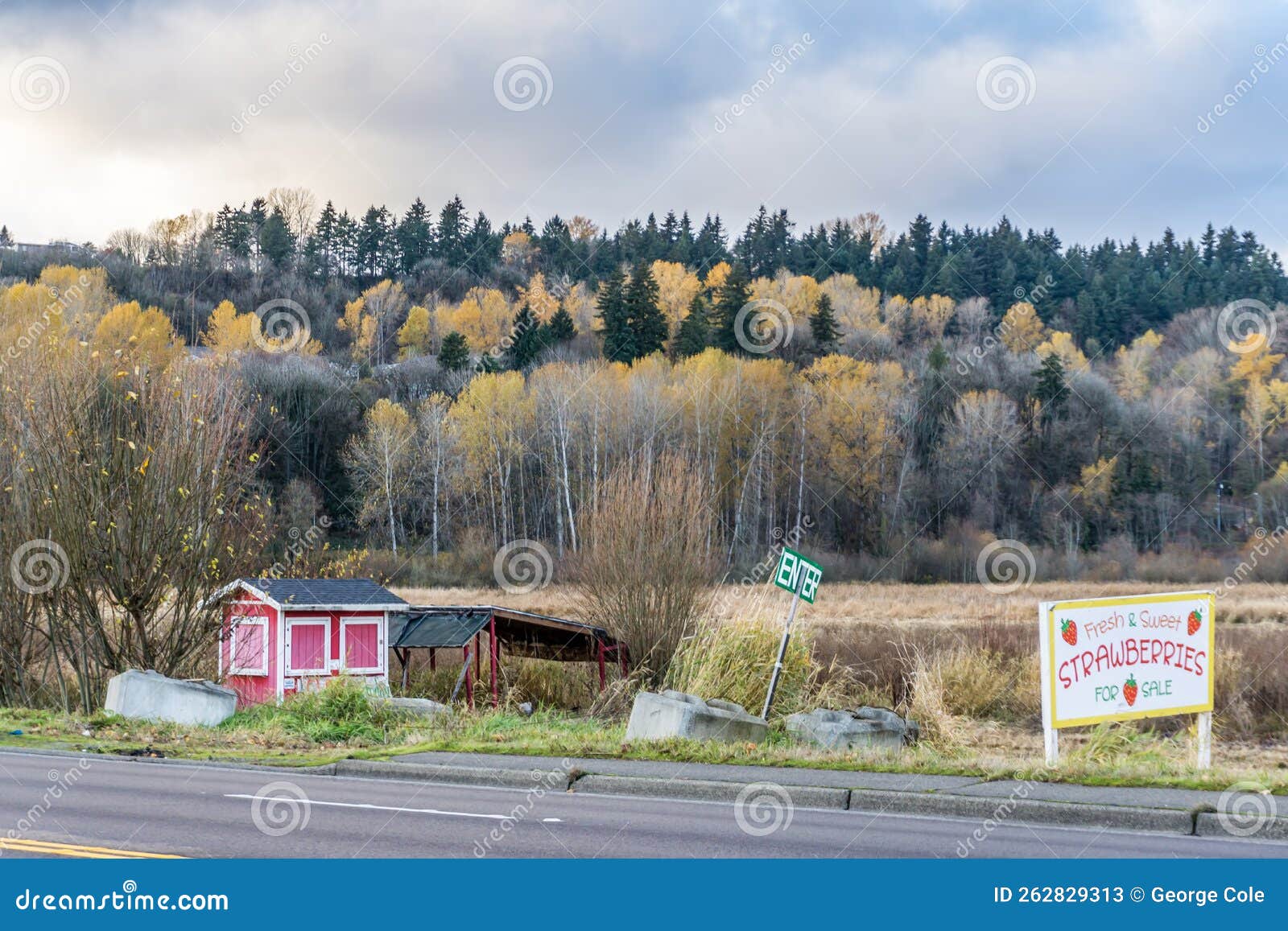 Kent Washington Autumn 2 editorial stock photo. Image of autumn - 262829313