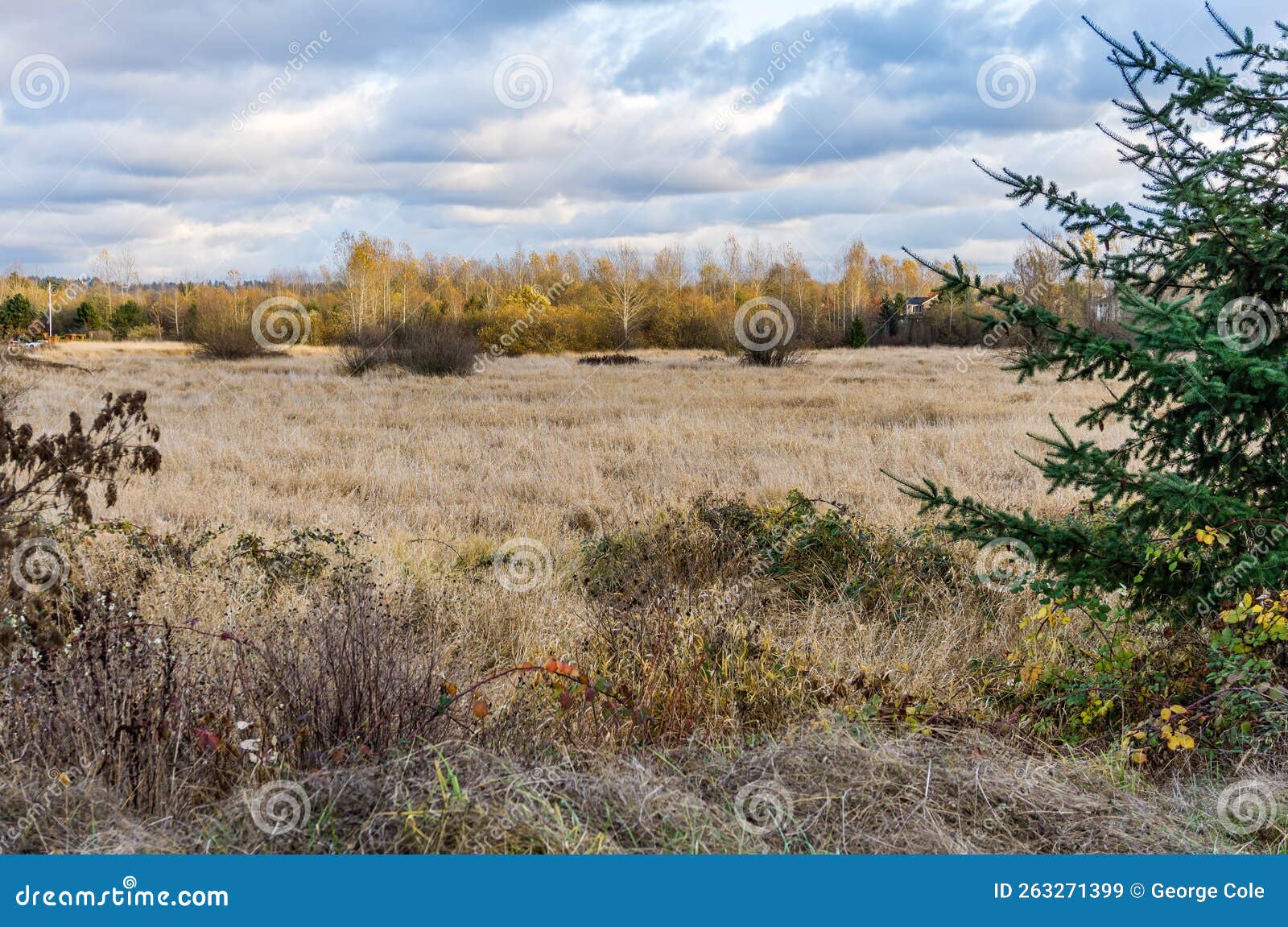 Kent Washington Fall stock image. Image of clouds, landscape - 263271399