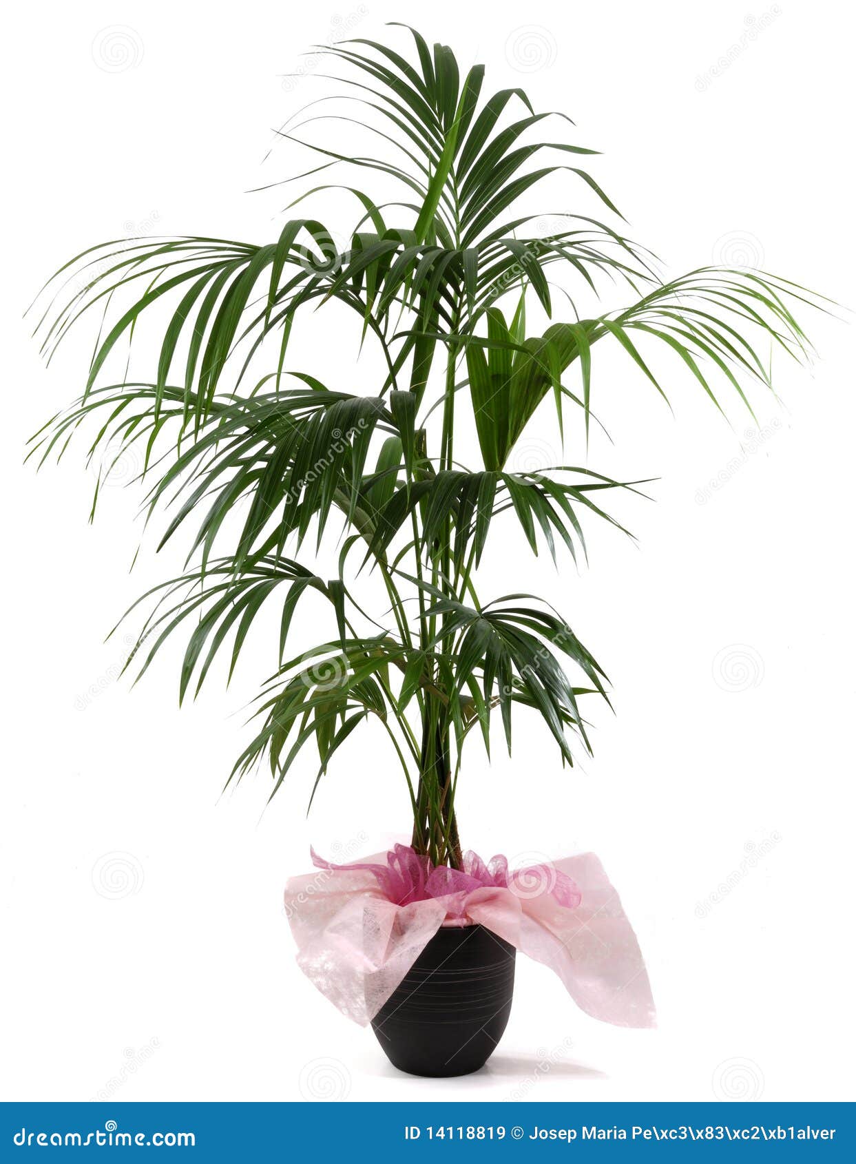 Kentia Della Pianta Ornamentale Immagine Stock - Immagine di isolato ...