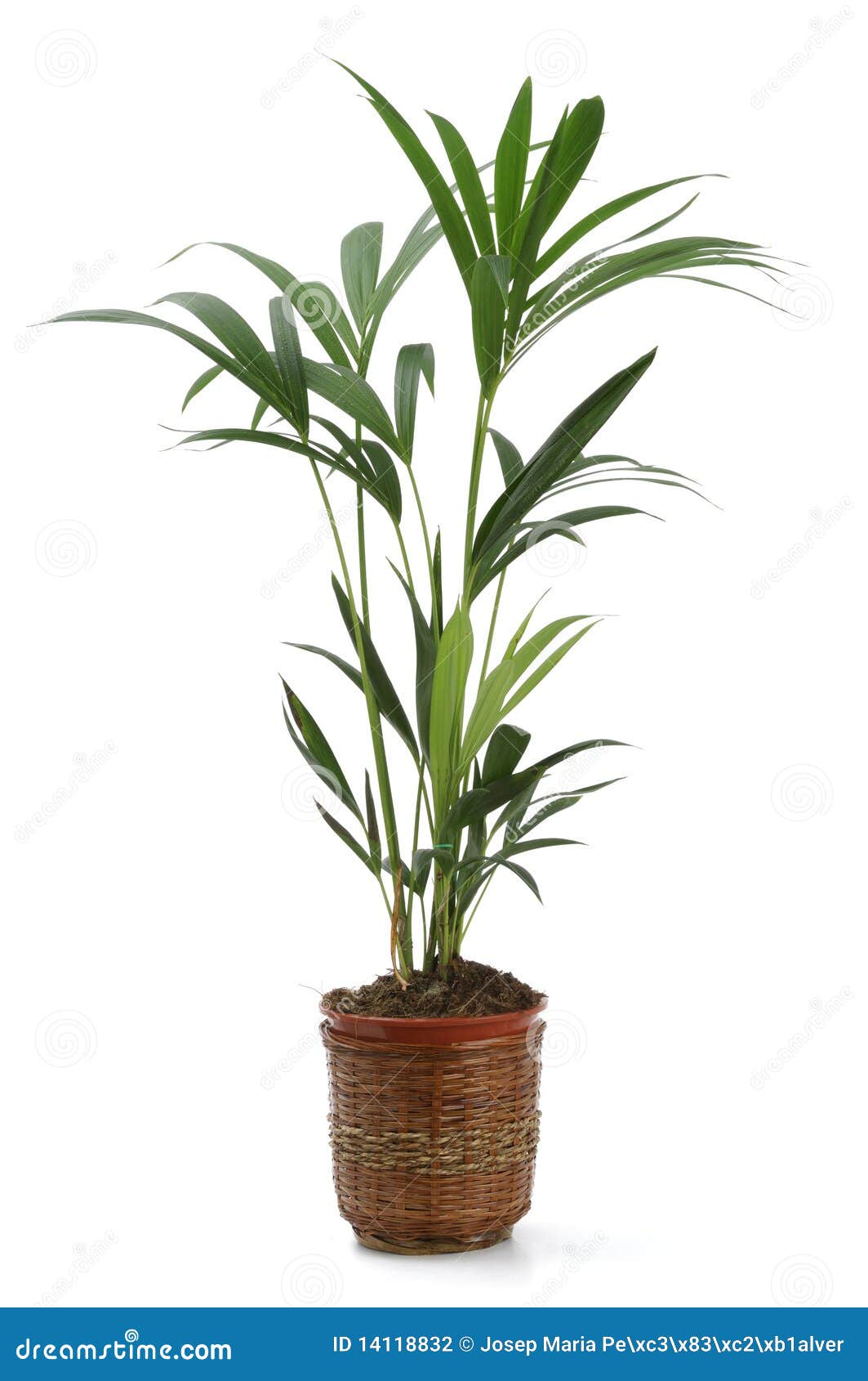 Kentia Della Pianta Ornamentale Fotografia Stock - Immagine di colore ...