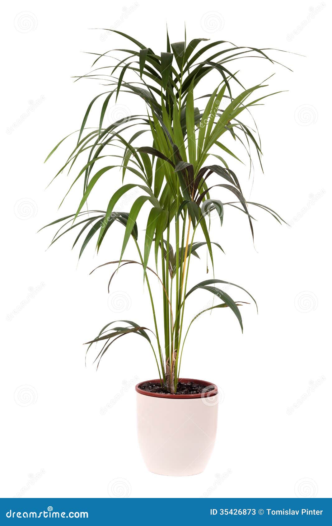 Kentia Palm Tree stock image. Image of decorative, close - 35426873
