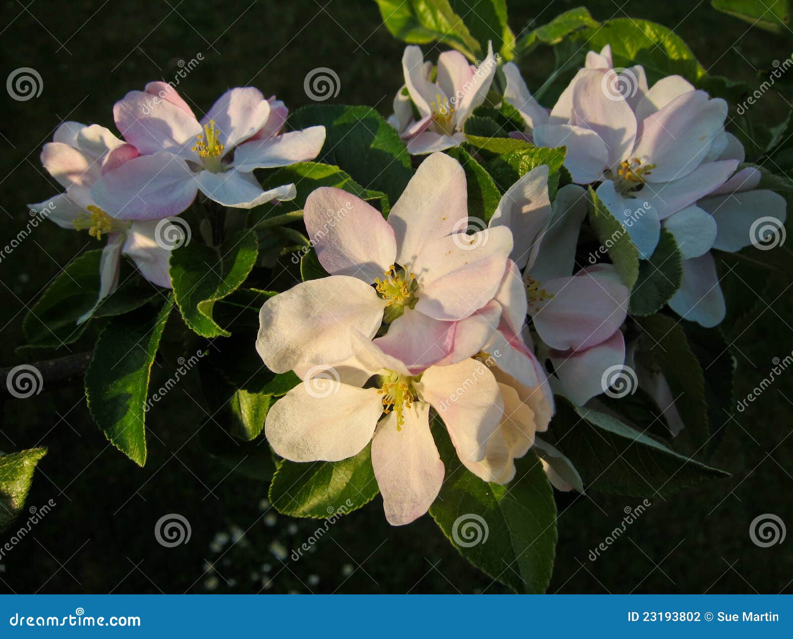 Kentish apple blossom stock photo. Image of seasonal - 23193802