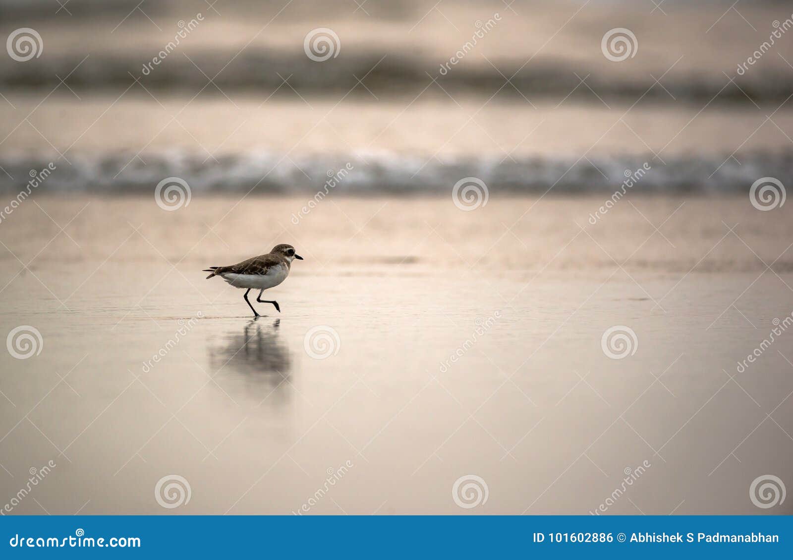 Lone bird in the beach stock photo. Image of snowy, shore - 101602886