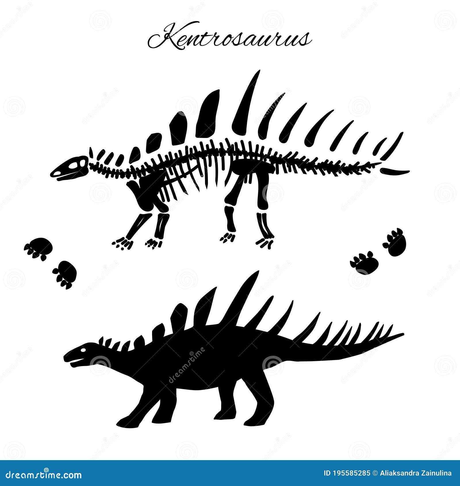 Kentrosaurus Skeleton