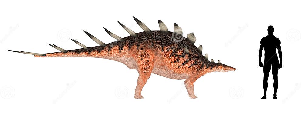 Kentrosaurus Size Comparison Stock Illustration - Illustration of male ...