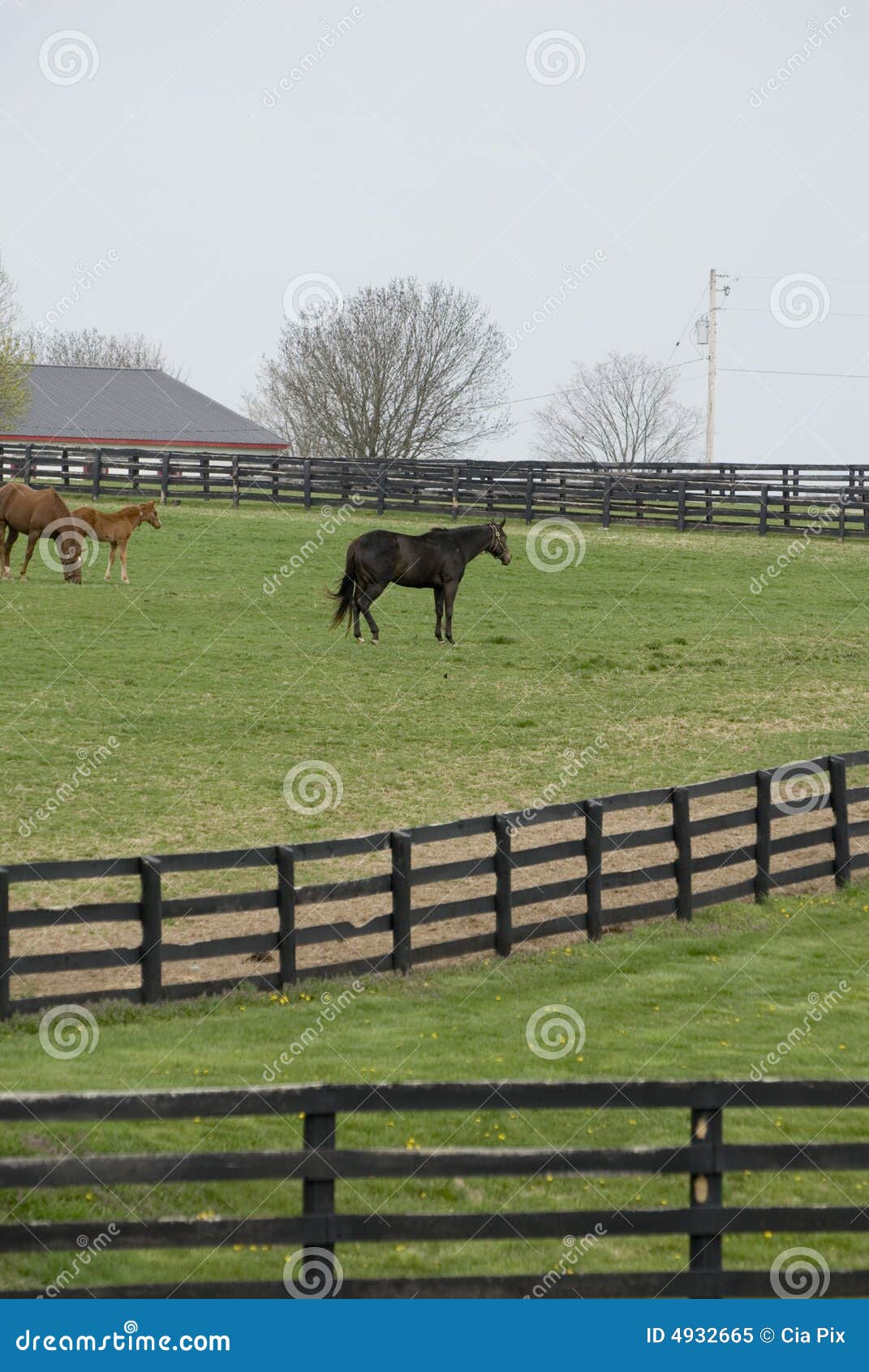 Kentucky Horse Farm stock image. Image of acres, tranquil - 4932665