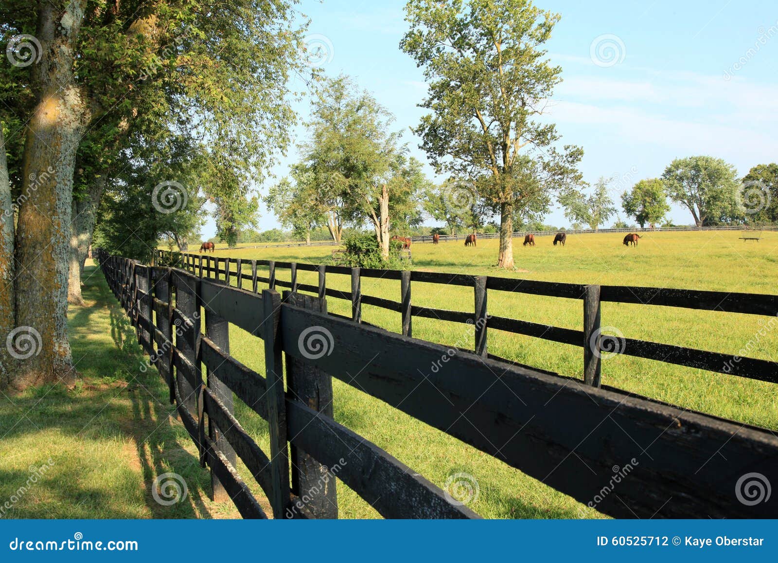 Kentucky Horse Ranch stock photo. Image of breeds, ranch - 60525712