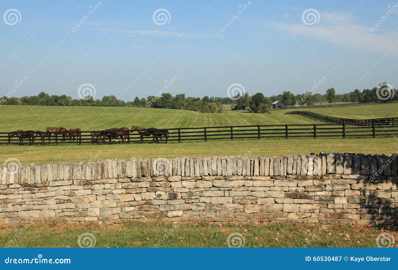 Kentucky Horse Ranch stock image. Image of breeds, grazing - 60530487