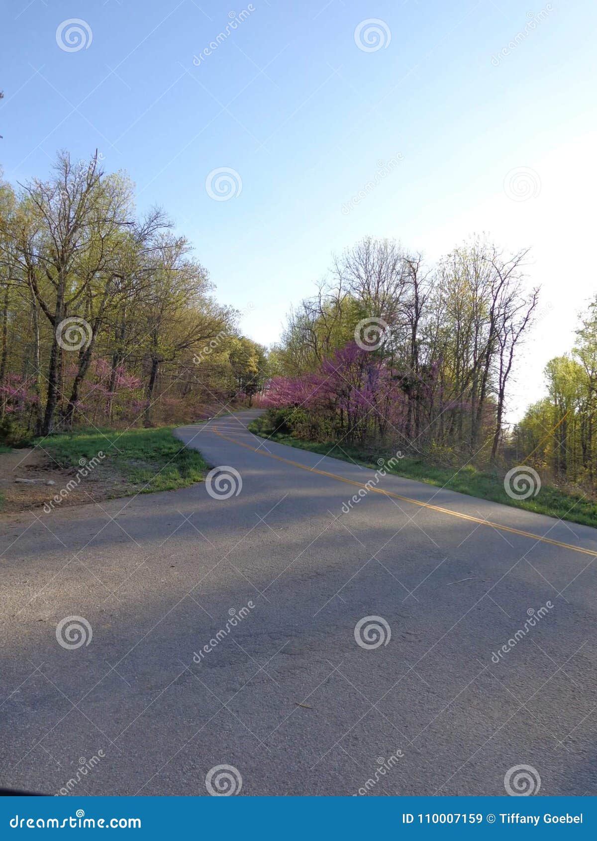 Kentucky stock image. Image of beautiful, trees, blooms - 110007159