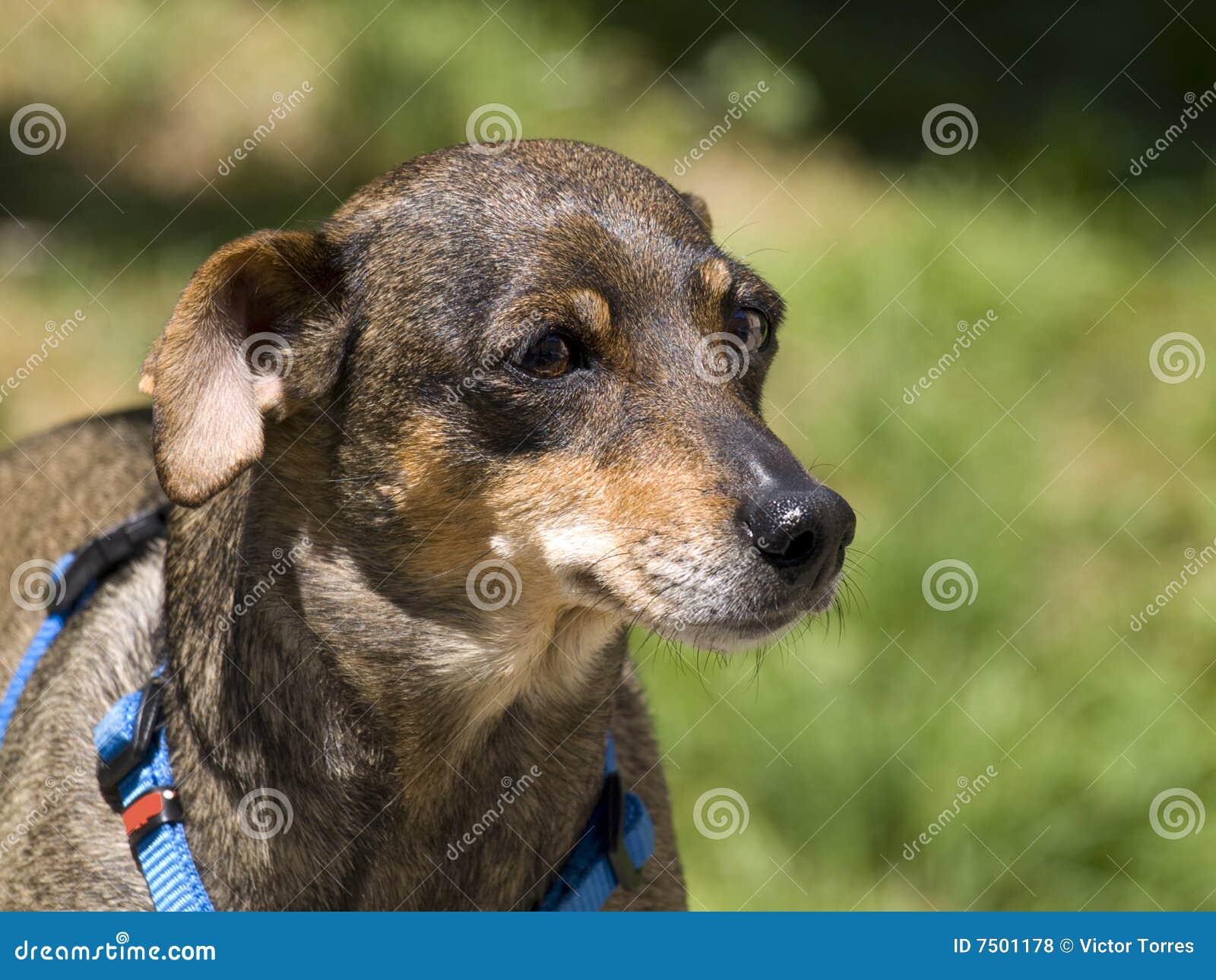 Kenya, the Canfranc s dog stock photo. Image of cute, friendship - 7501178