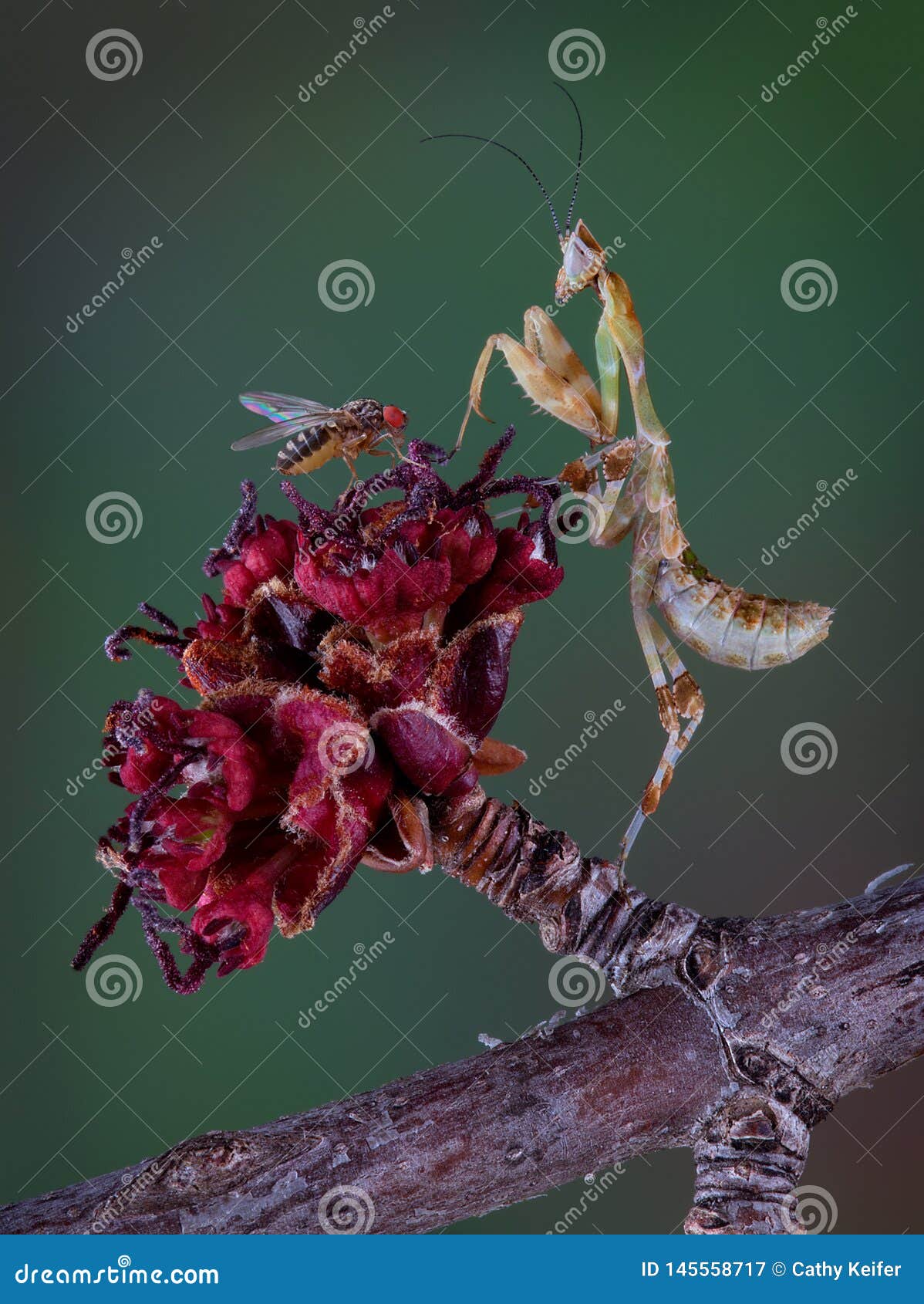 Kenya Flower Mantis with Fruit Fly Stock Image - Image of animal, kenya ...
