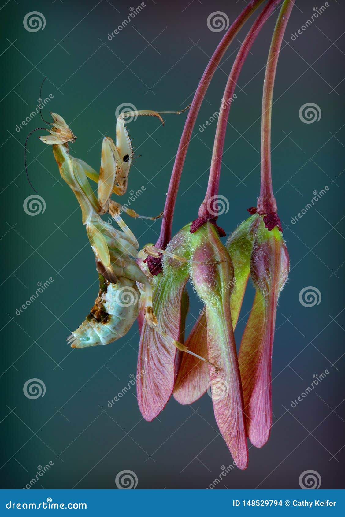 Kenya Flower Mantis on Seed Pods Stock Photo - Image of mantis, seed ...