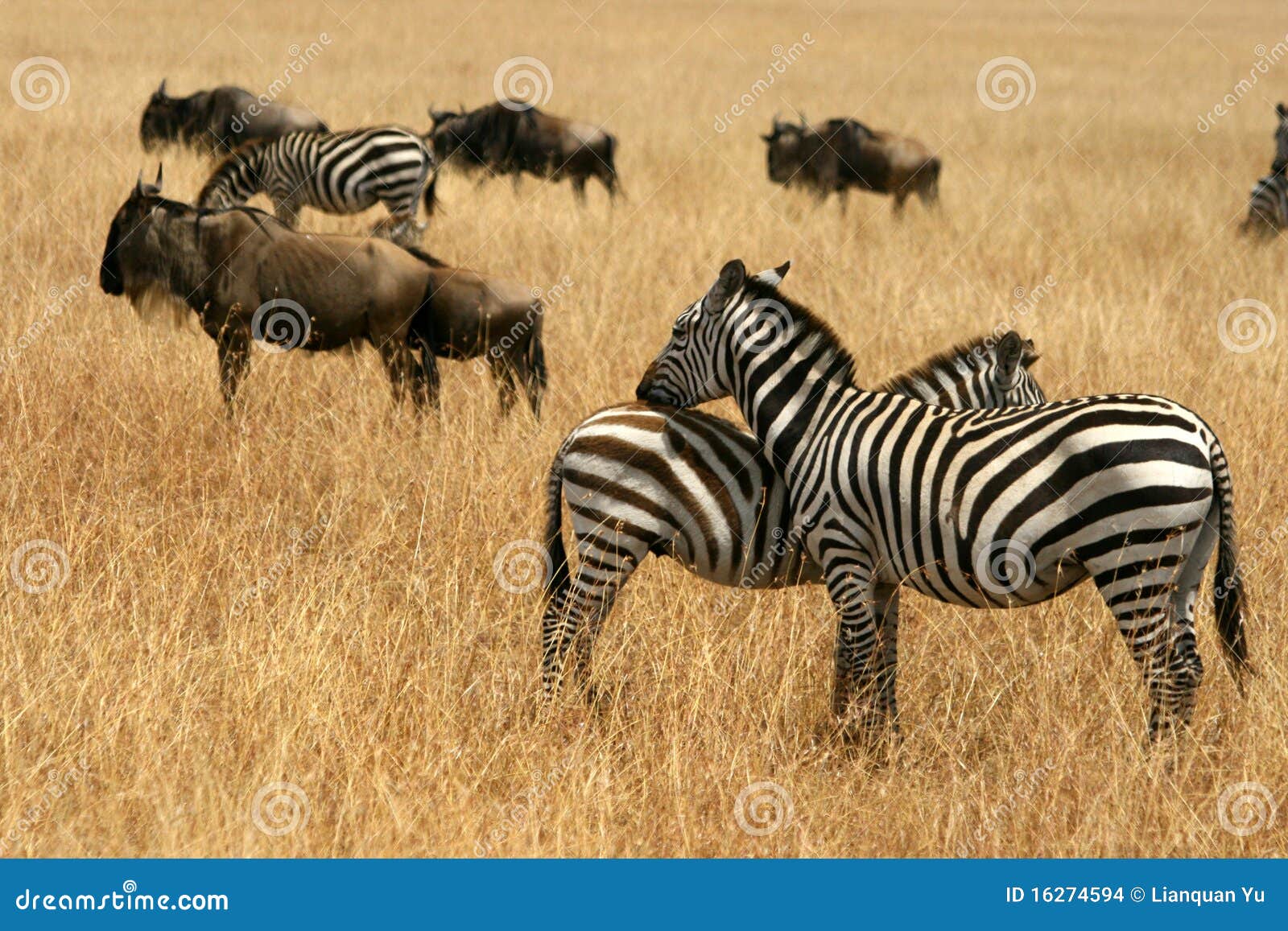 Kenya S Maasai Mara Animal Migration Stock Photo - Image of mara ...