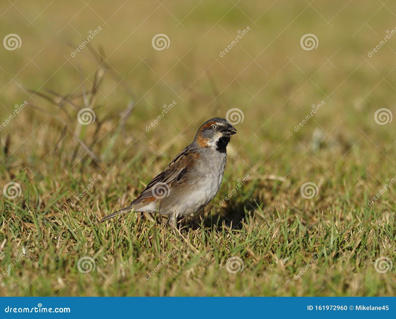 Kenya Sparrow, Passer Rufocinctus Stock Photo - Image of africa, bird ...