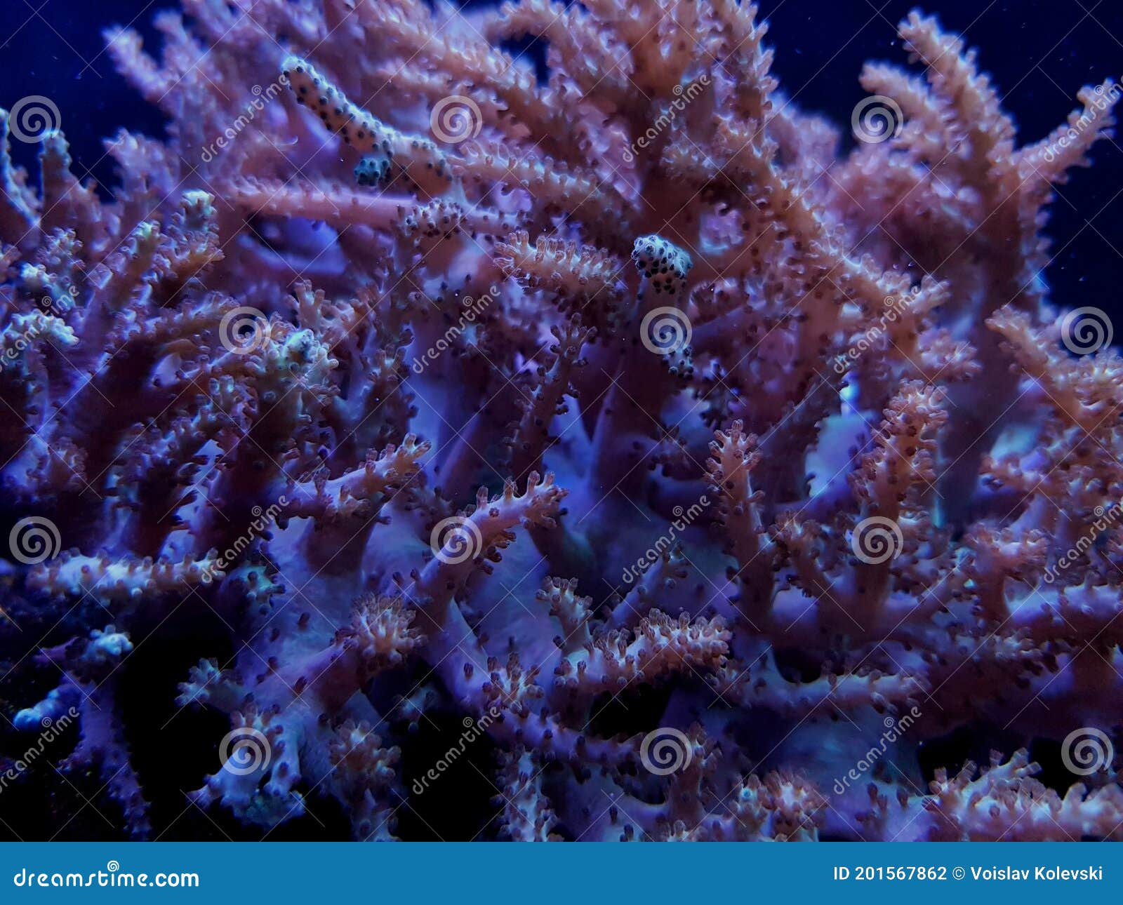 Kenya Tree Soft Coral Scene in Saltwater Aquarium Stock Photo - Image ...