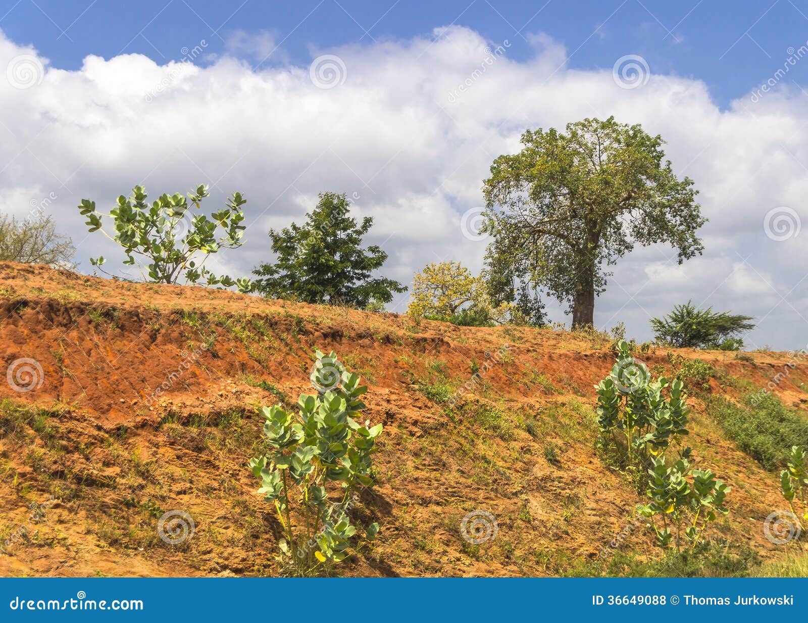 Kenya vegetation stock photo. Image of grassland, plants - 36649088