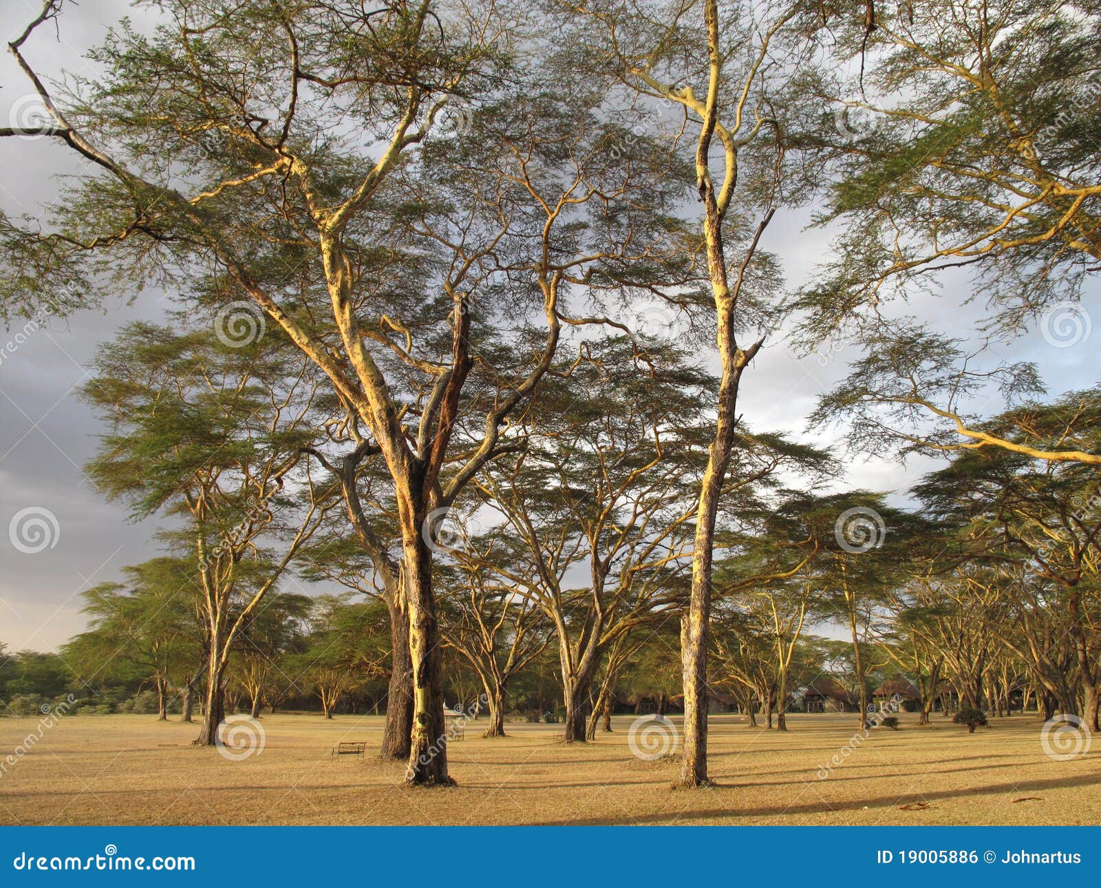 Kenyan Acacia in the Afternoon Stock Photo - Image of barked, afternoon ...