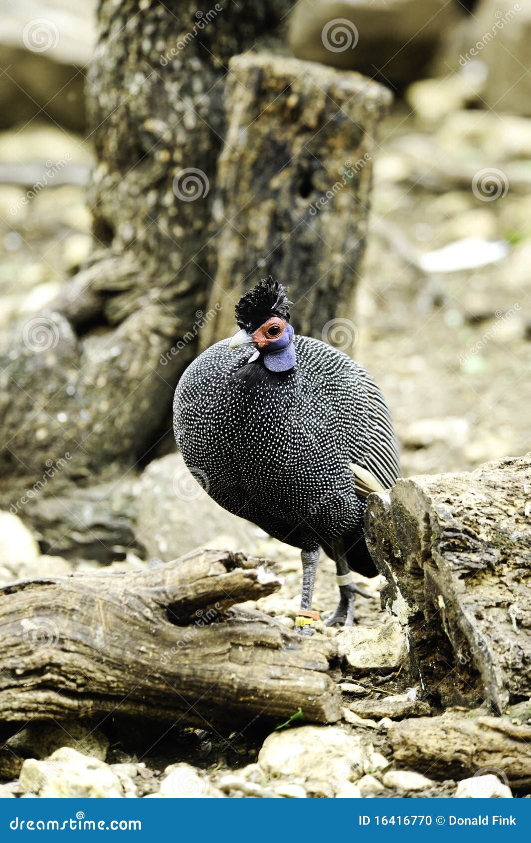 Kenyan crested guinea fowl stock photo. Image of white - 16416770