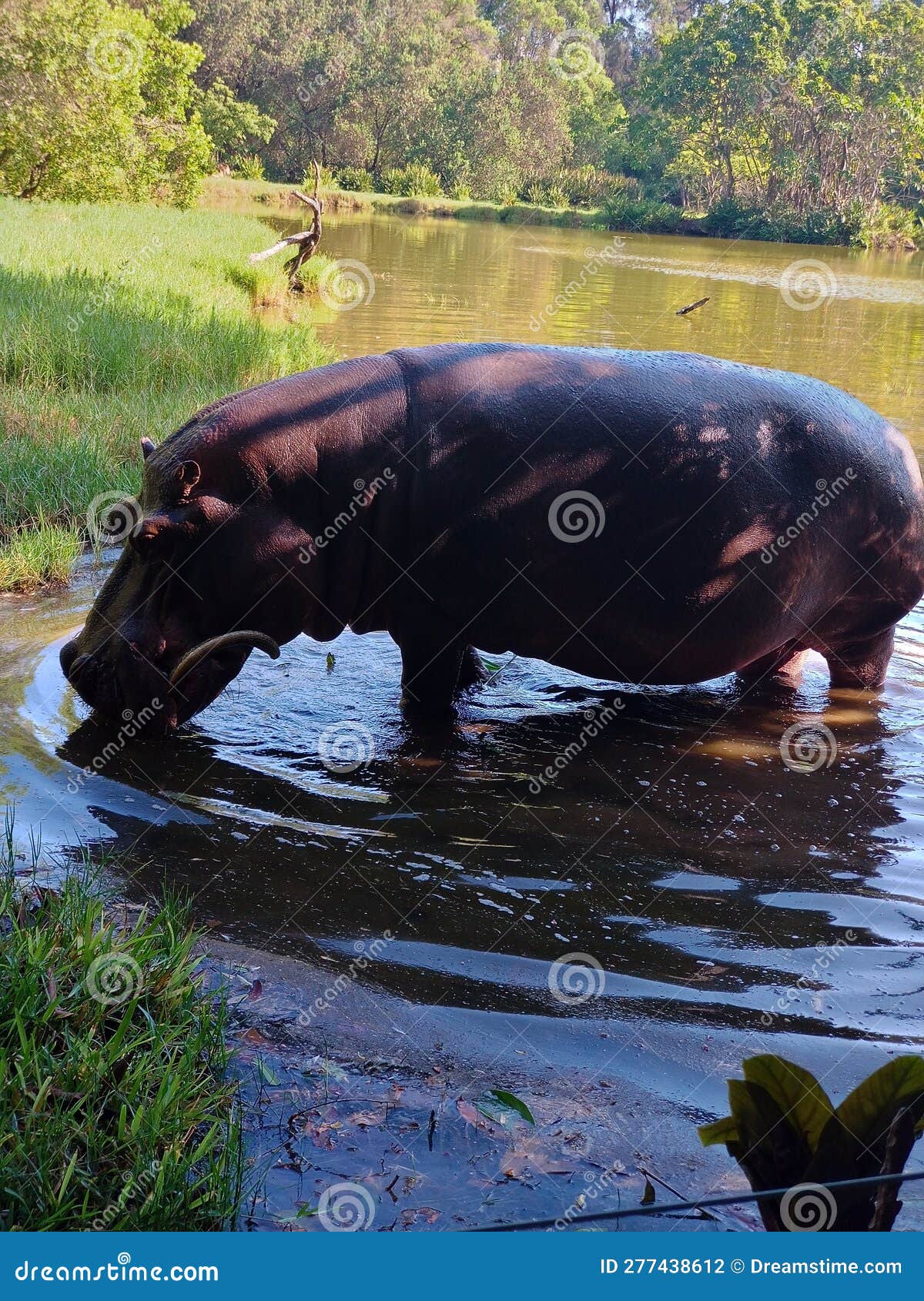 Kenyan Hippo in a Pool Drinking Water Stock Photo - Image of elephant ...