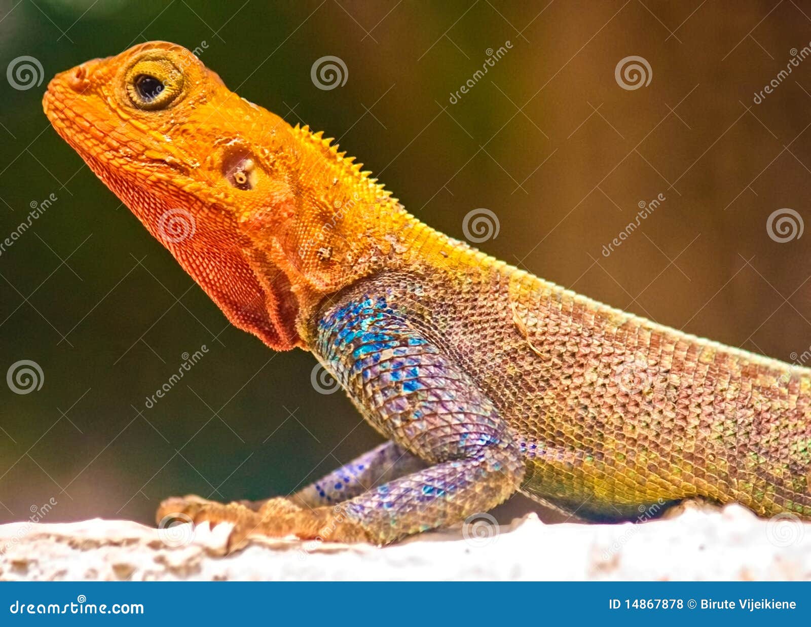 Rock Agama Stock Image | CartoonDealer.com #51137407