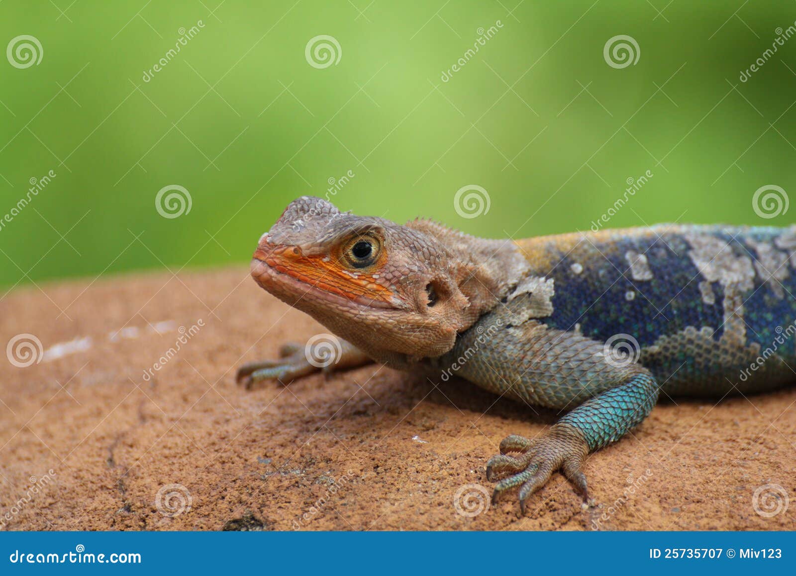 Kenyan Rock Agama (Agama Lionotus) Lizard Stock Image - Image of ...