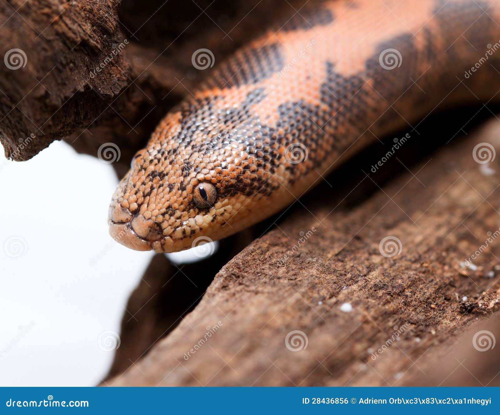 Kenyan Sand Boas Isolated On White Background Royalty-Free Stock ...