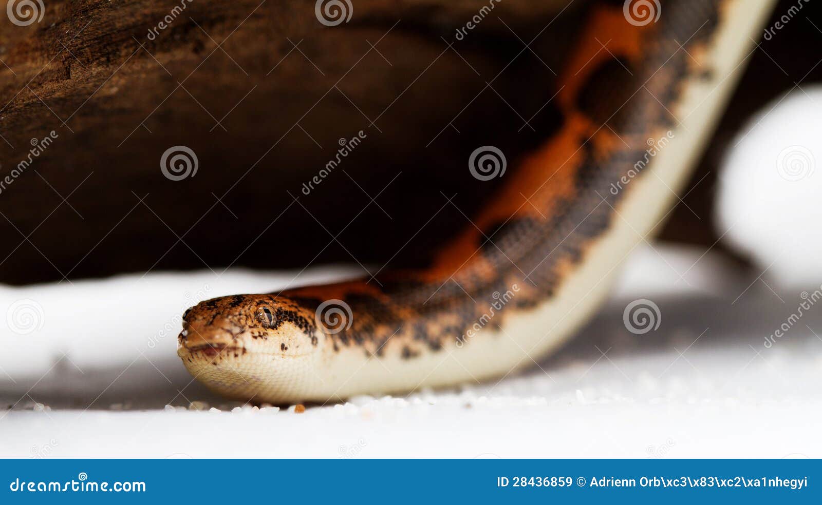 Kenyan Sand Boas Isolated On White Background Stock Image ...