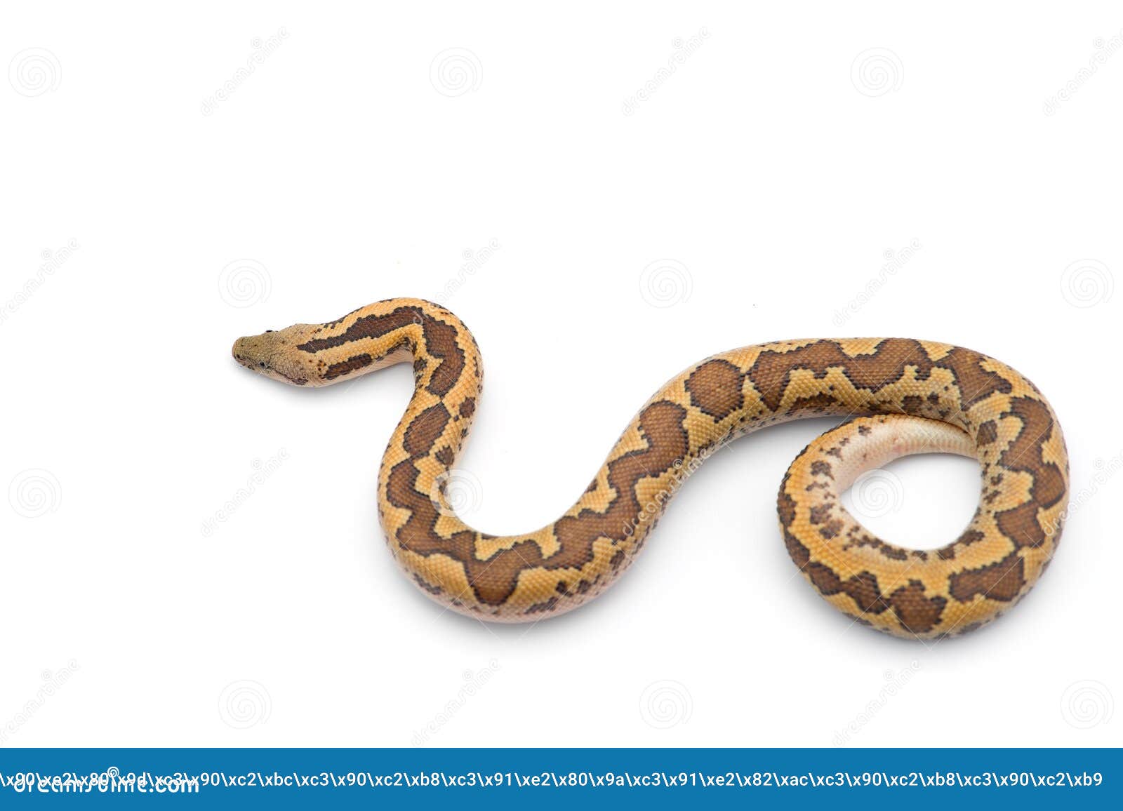 Kenyan Sand Boas Isolated On White Background Stock Image ...
