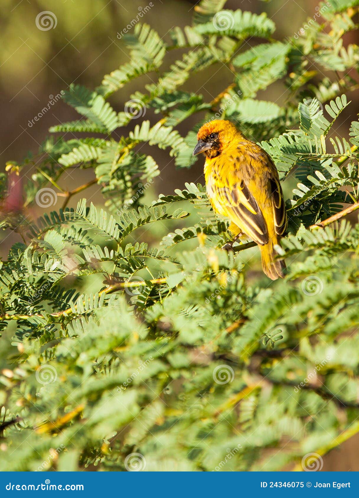 A Kenyan Weaver on an Acacia Tree Stock Image - Image of life, exotic ...