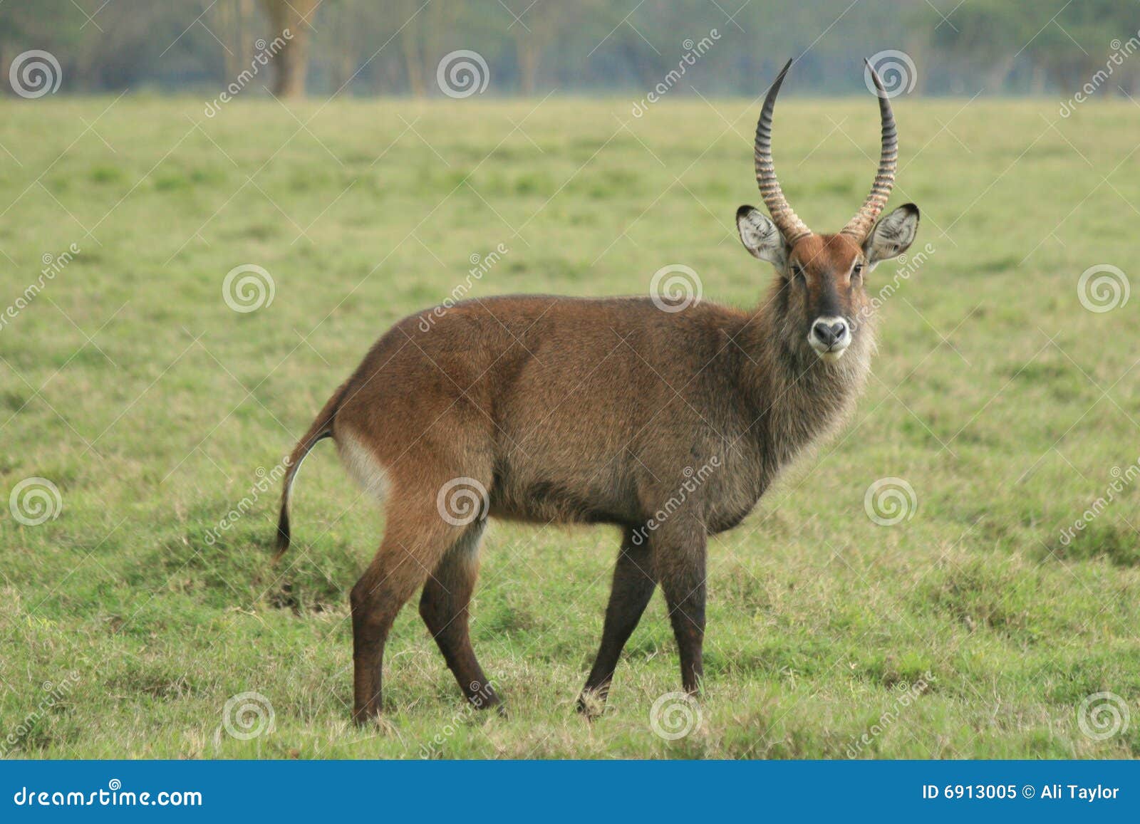Kenyan wildlife stock image. Image of deer, nature, animals - 6913005