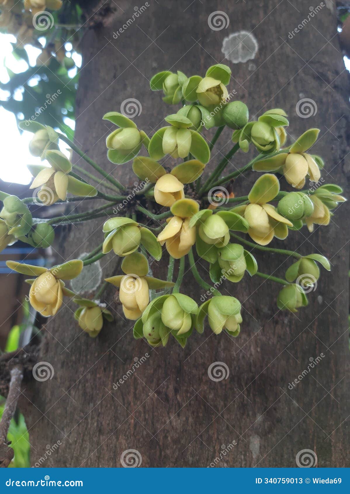 Kepel, a Rare Fruit Plant that Still Exists Stock Image - Image of ...