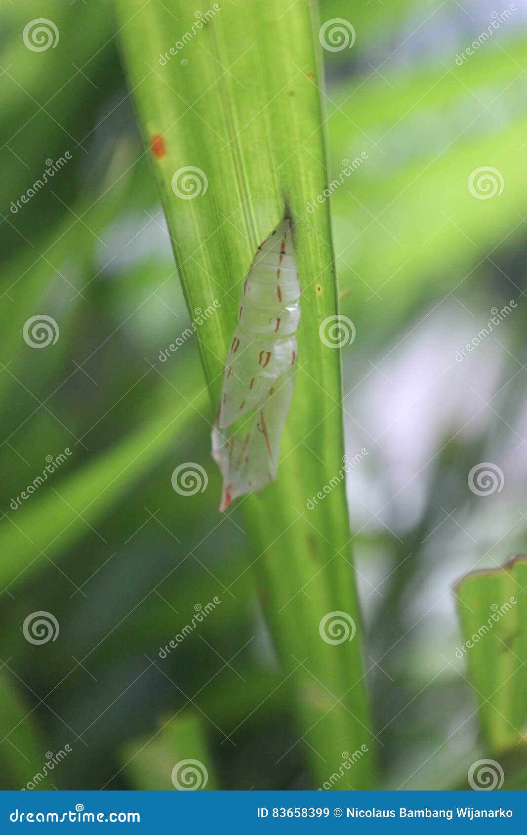 Kepompong stock image. Image of butterfly, insect, beauty - 83658399