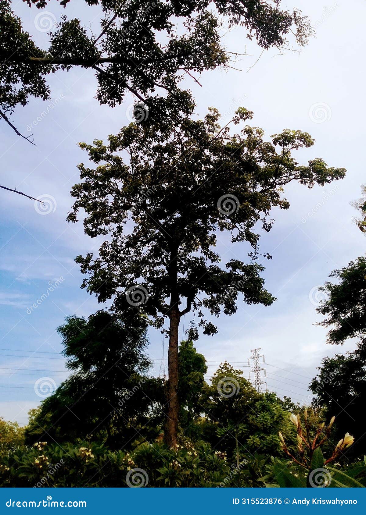 Kepuh Tree with a Tall, Straight Trunk. Stock Photo - Image of tree ...