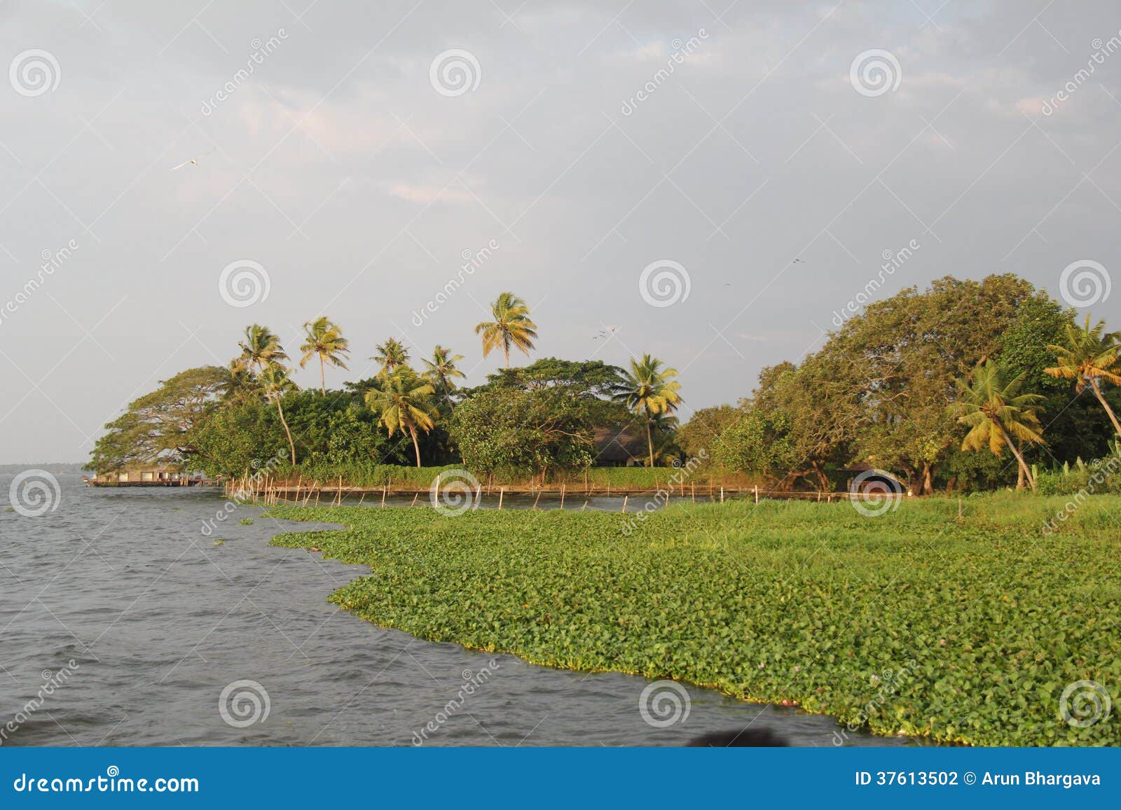 Kerala Backwaters stock photo. Image of shrub, destination - 37613502