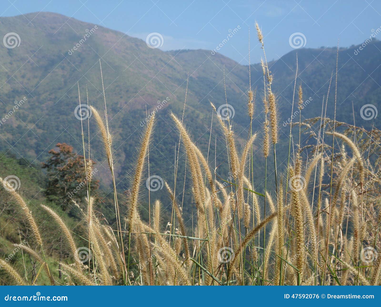 Kerala Beautiful Place Wagamon_2 Stock Photo - Image of snap, height ...