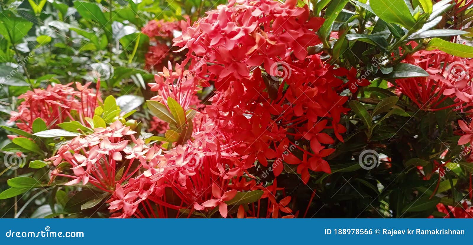 Buttiful Stock Photos - Free & Royalty-Free Stock Photos from Dreamstime