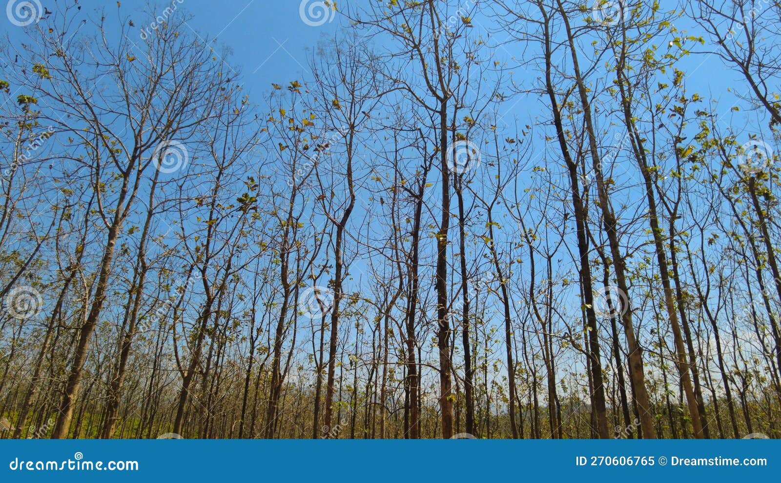Kerala Forest Department Teak Plantation Stock Image - Image of teak ...