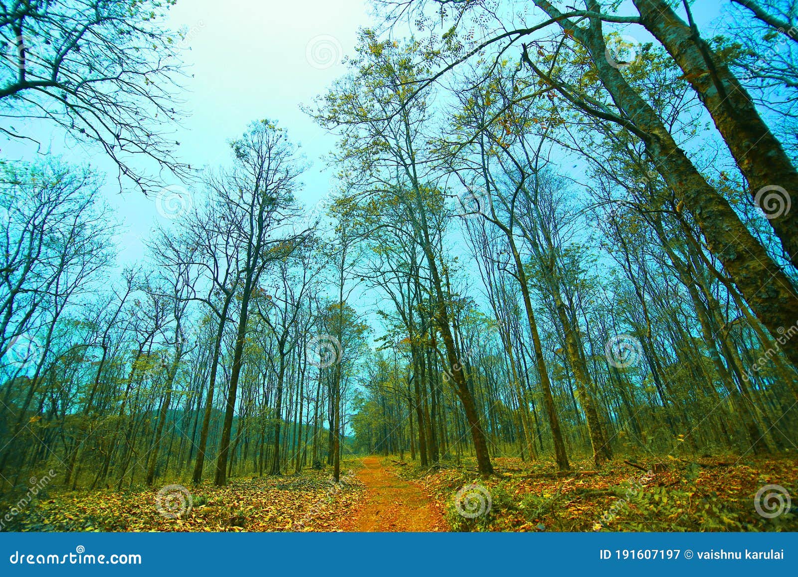 Kerala forest stock image. Image of tree, green, sunlight - 191607197