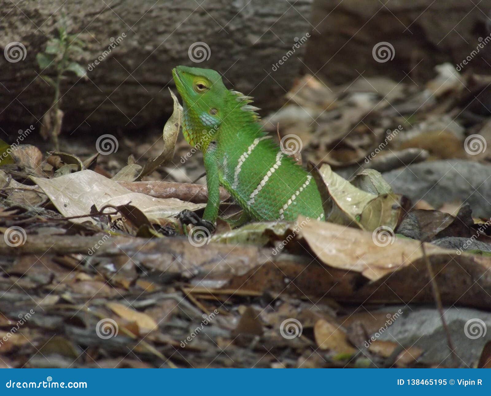 Green lizard stock image. Image of kerala, animal, greenlizard - 138465195