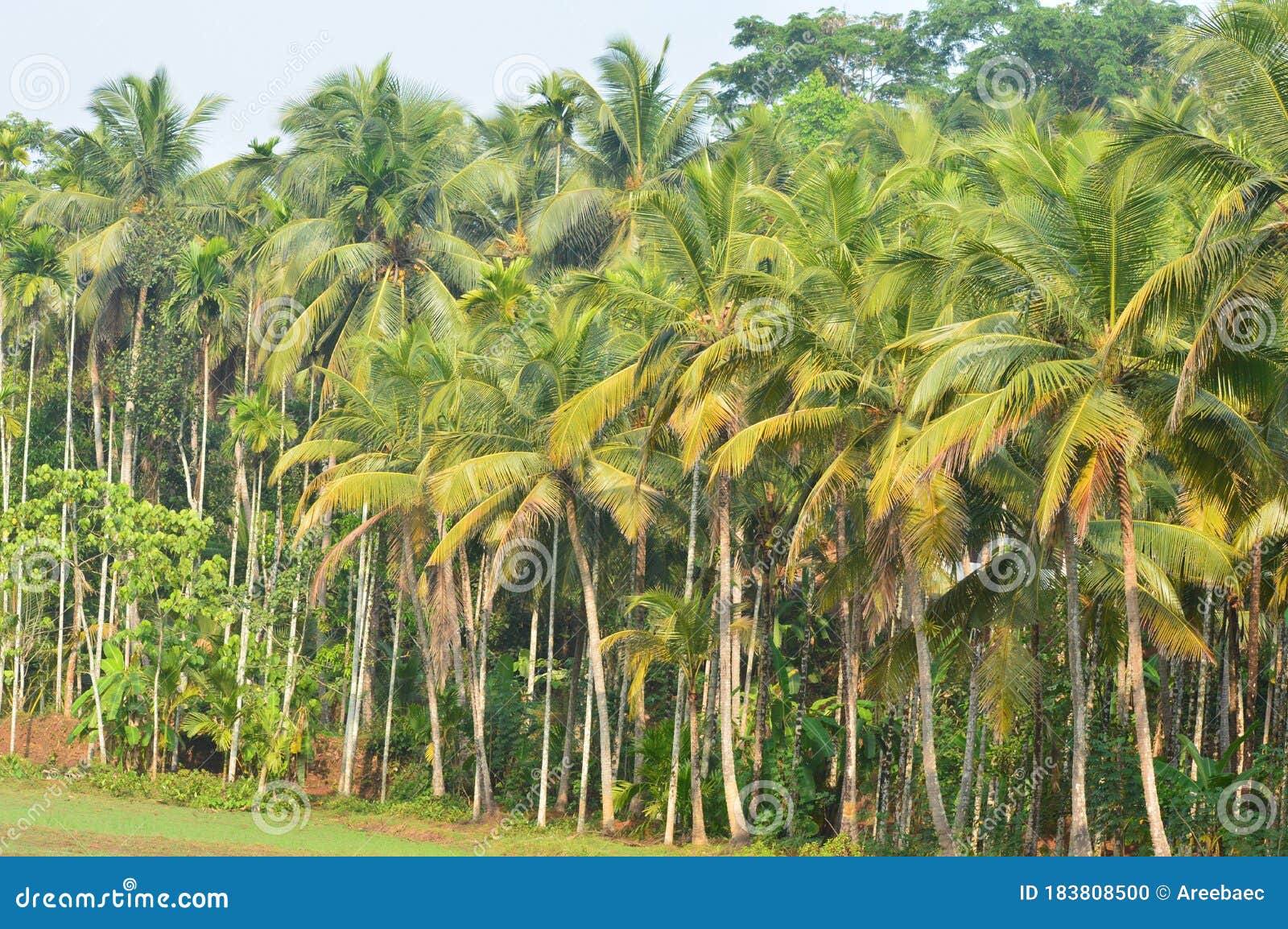 Kerala Paddy Field with Coconut and Palm Trees Stock Photo - Image of ...