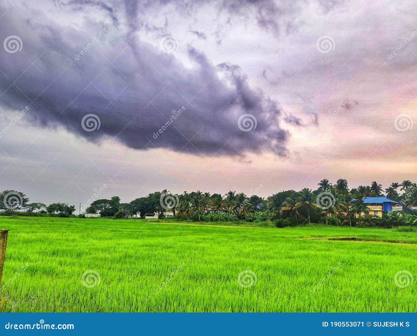 Kerala Paddy Fields Sky Evening Peace Stock Image - Image of peace ...
