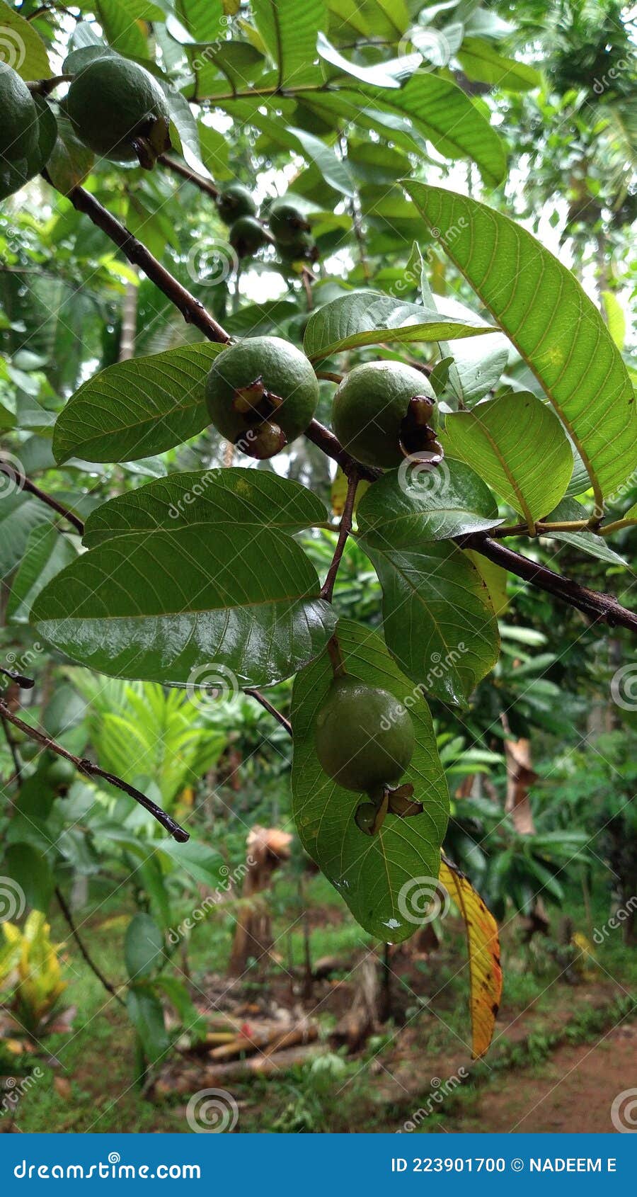 Kerala perakka fruit stock photo. Image of fruit, food - 223901700