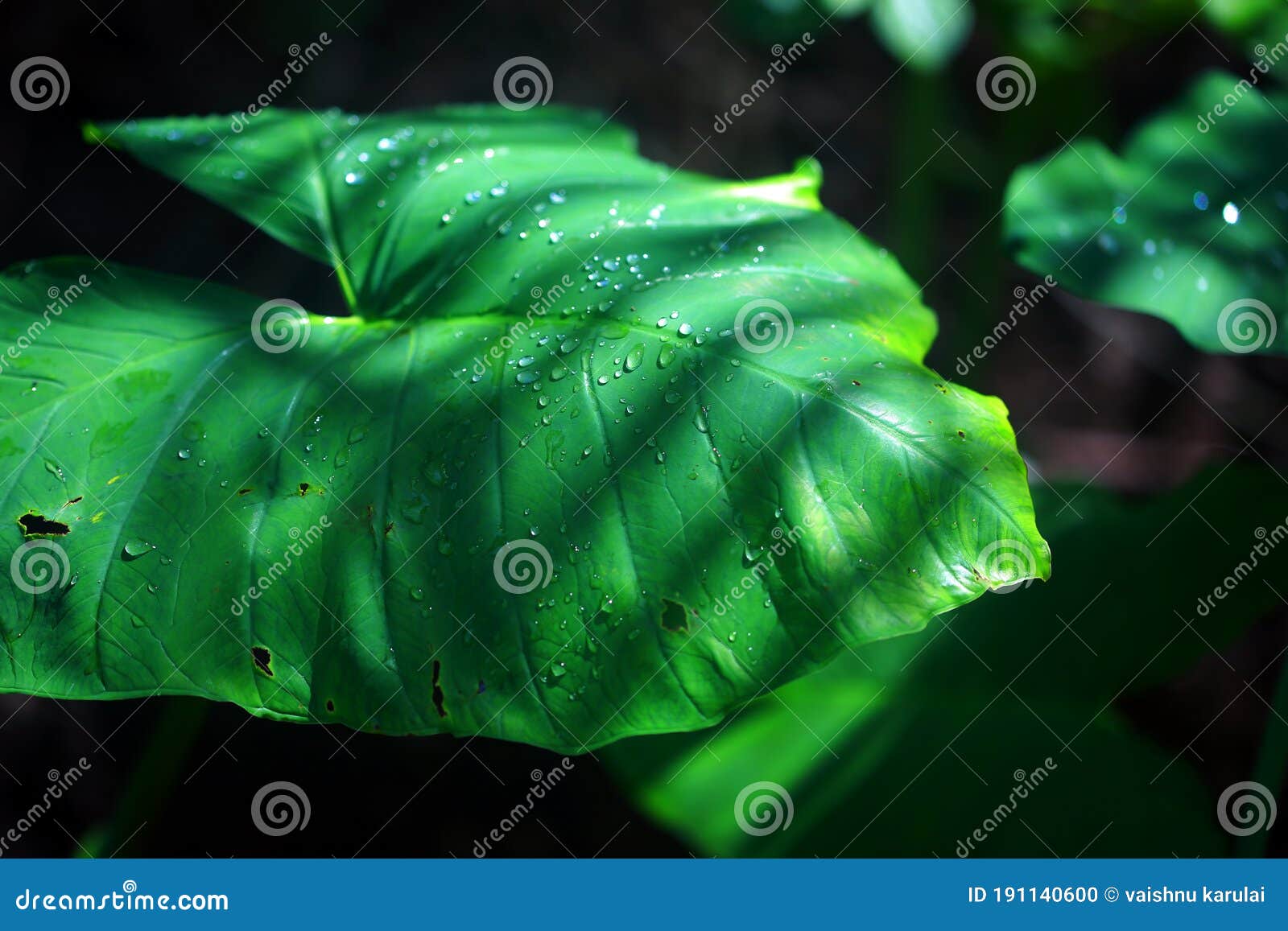Kerala Plant stock photo. Image of leaf, kerala, yellow - 191140600