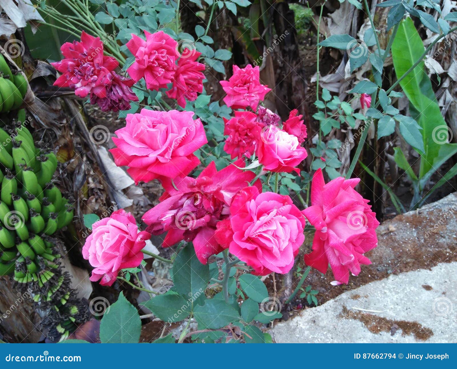 Kerala rose flower stock photo. Image of garden, nature - 87662794