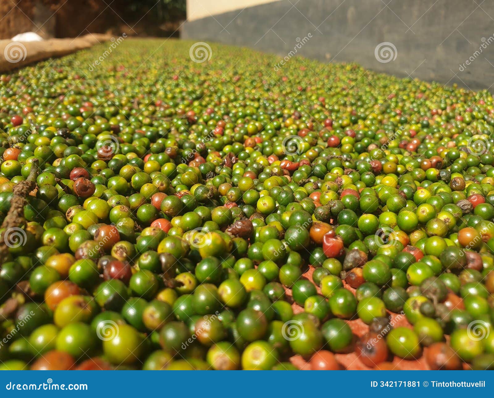 Kerala spices in qatar stock image. Image of tree, crop - 342171881