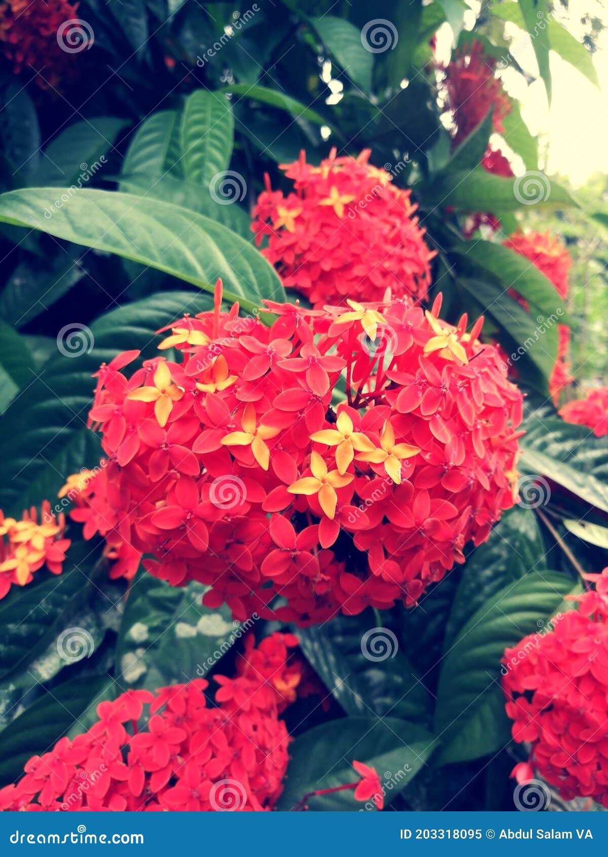 Kerala Traditional Flower stock image. Image of traditional - 203318095