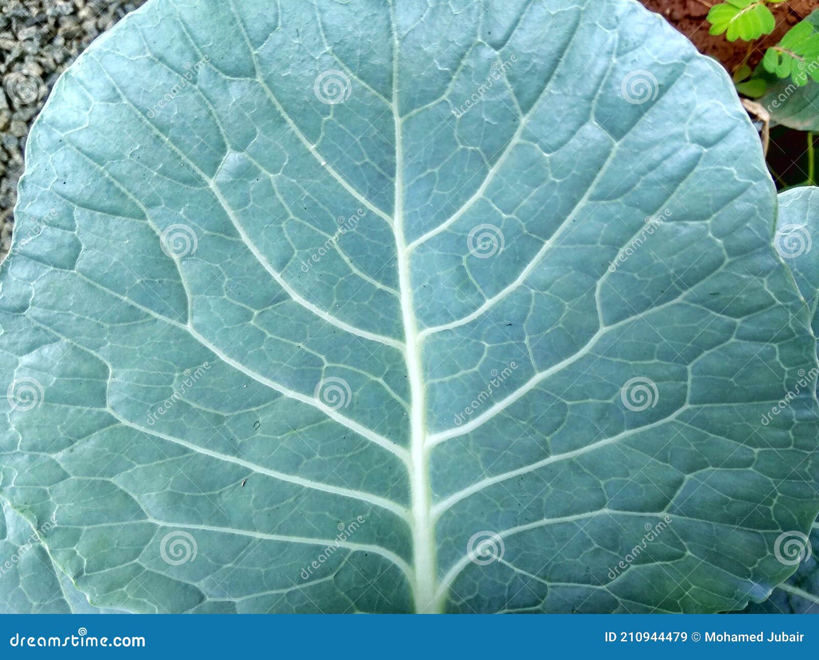 Kerala vegetable Leaf stock image. Image of nature, beauty - 210944479