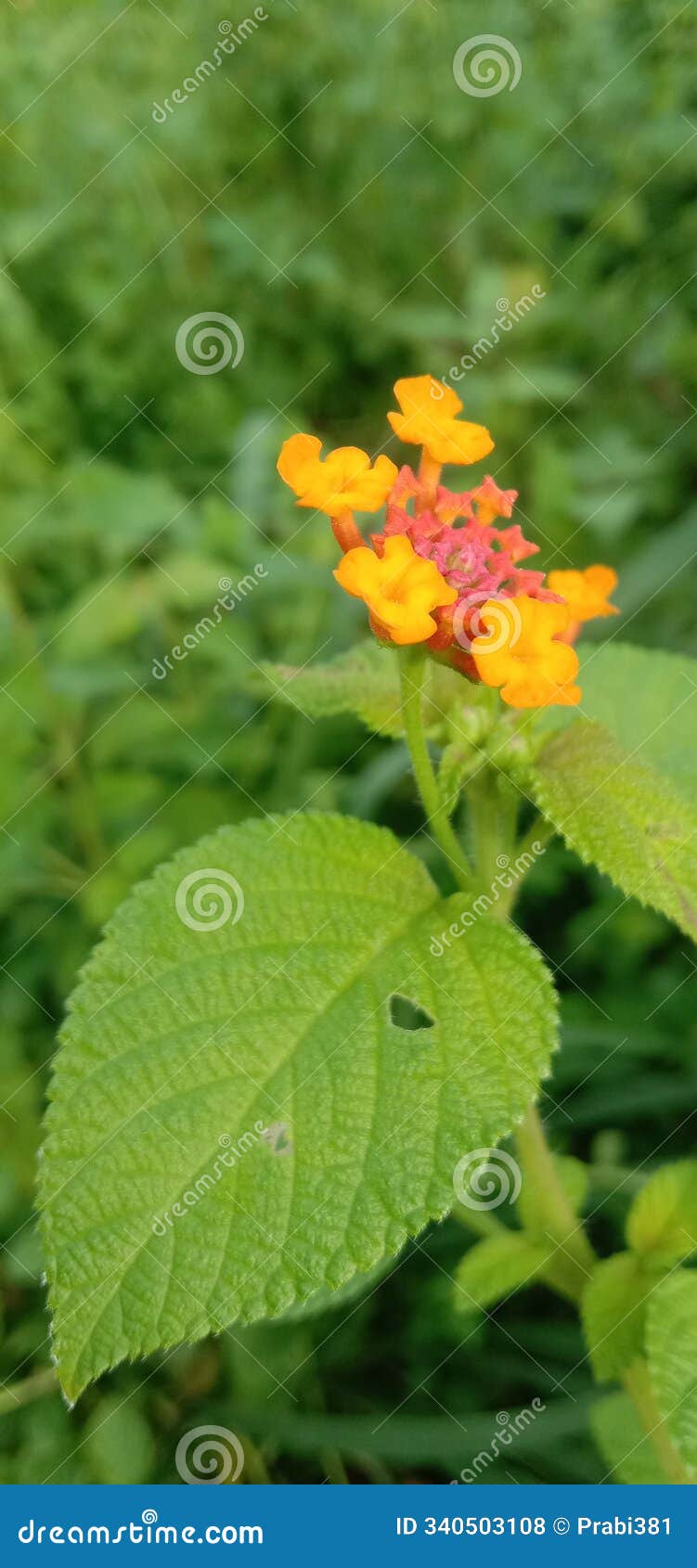 Kerala village flower stock photo. Image of kerala, flower - 340503108