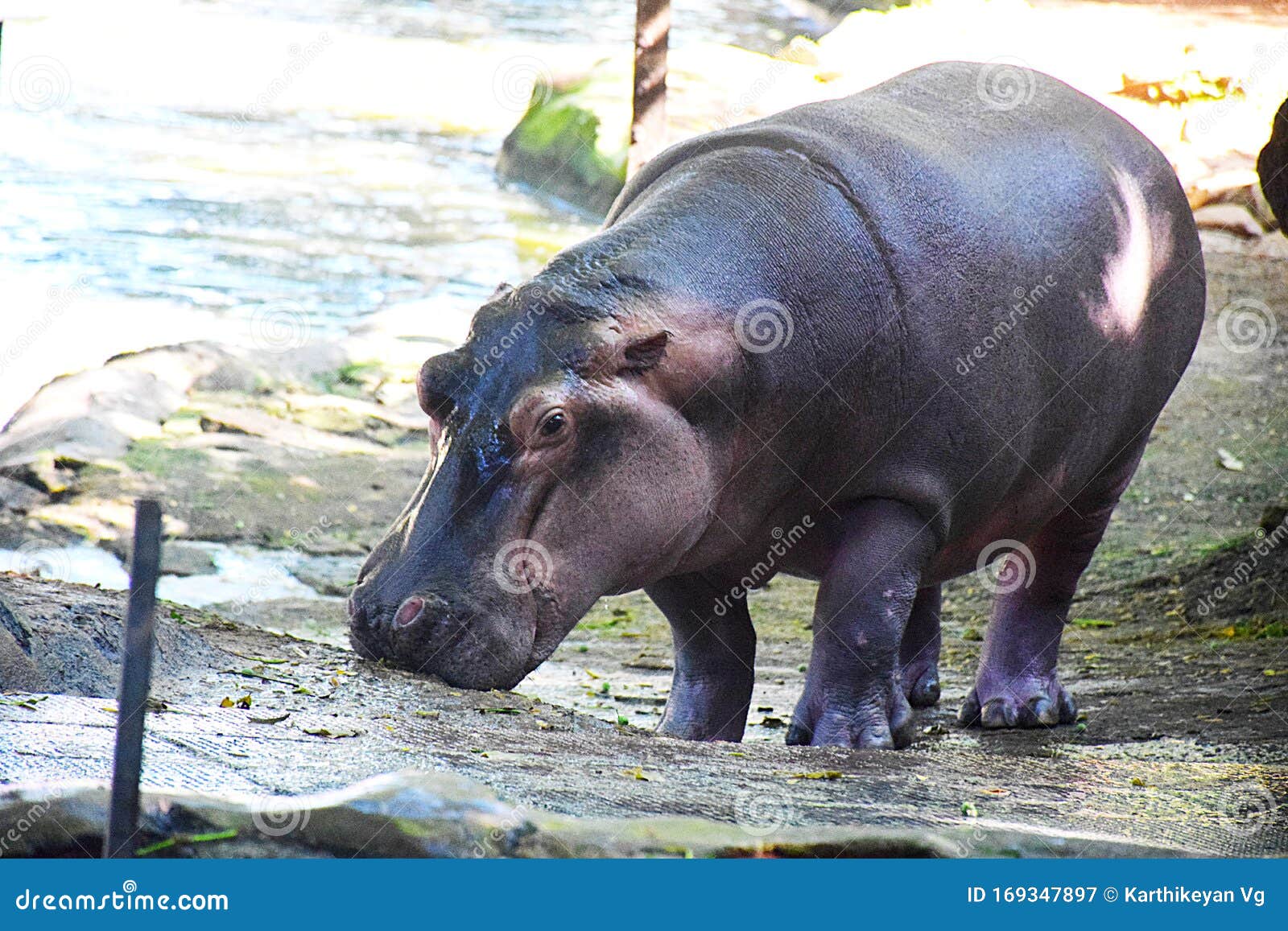 Hippo Playing at Kerala Zoo Stock Image - Image of blue, blurred: 169347897